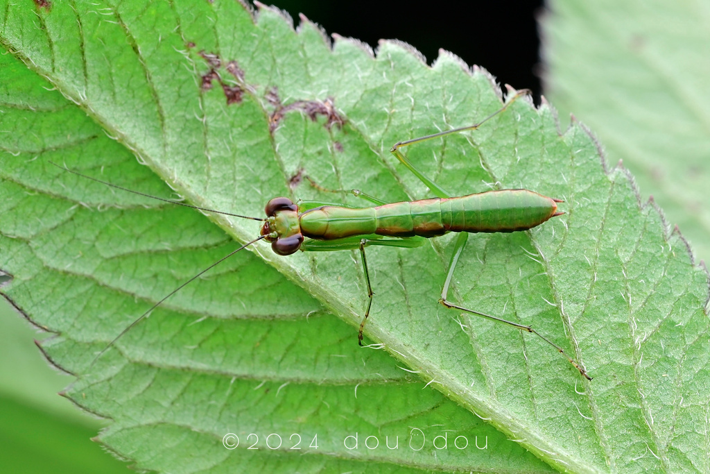 Asian Ant Mantises in August 2024 by Fan Gao · iNaturalist