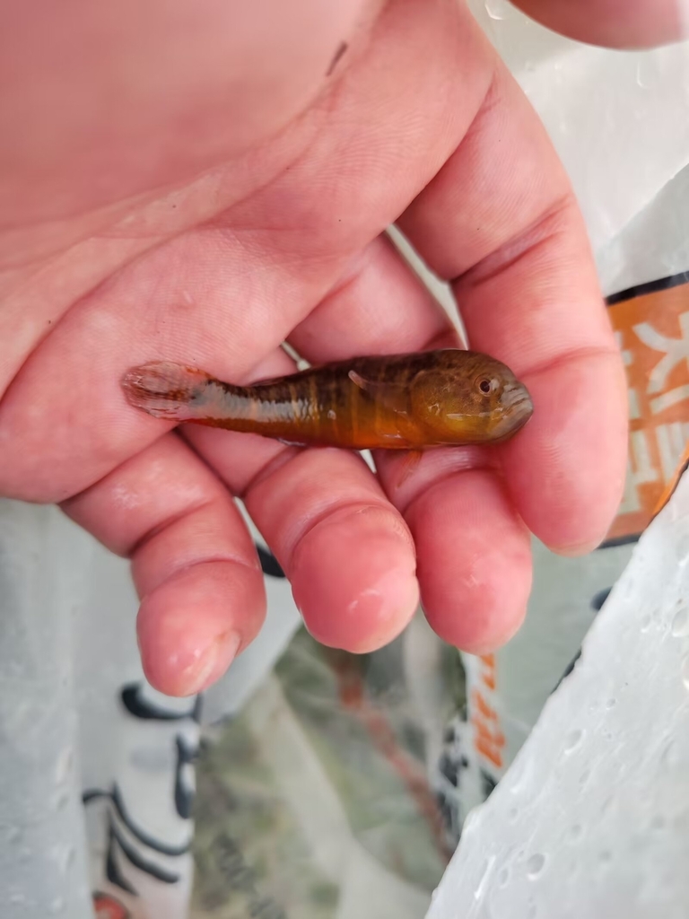 Micropercops swinhonis from Mianyang, CN-SC, CN on December 11, 2024 by ...