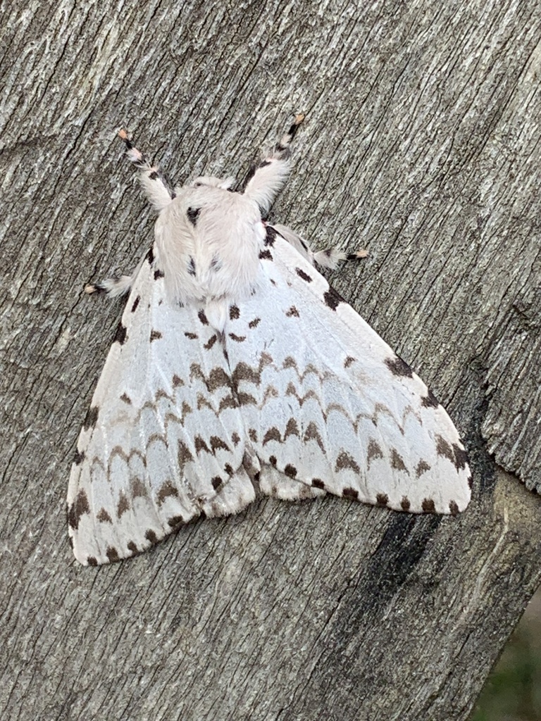 Lymantria bivittata from Nsong, Peren, Nagaland, IN on December 10 ...