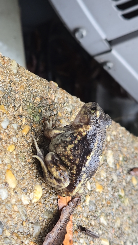 Eastern Spadefoot from Glen Burnie, MD 21060, USA on December 11, 2024 ...