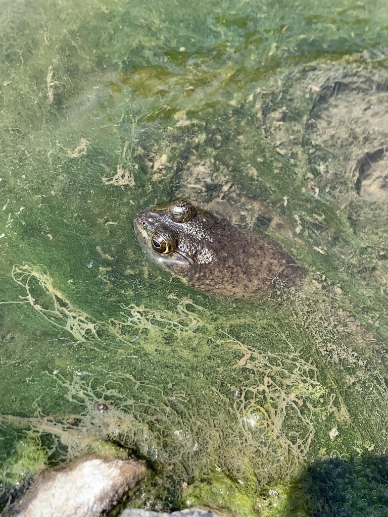 American Bullfrog from Raymond, NE, US on May 26, 2023 at 12:34 PM by ...