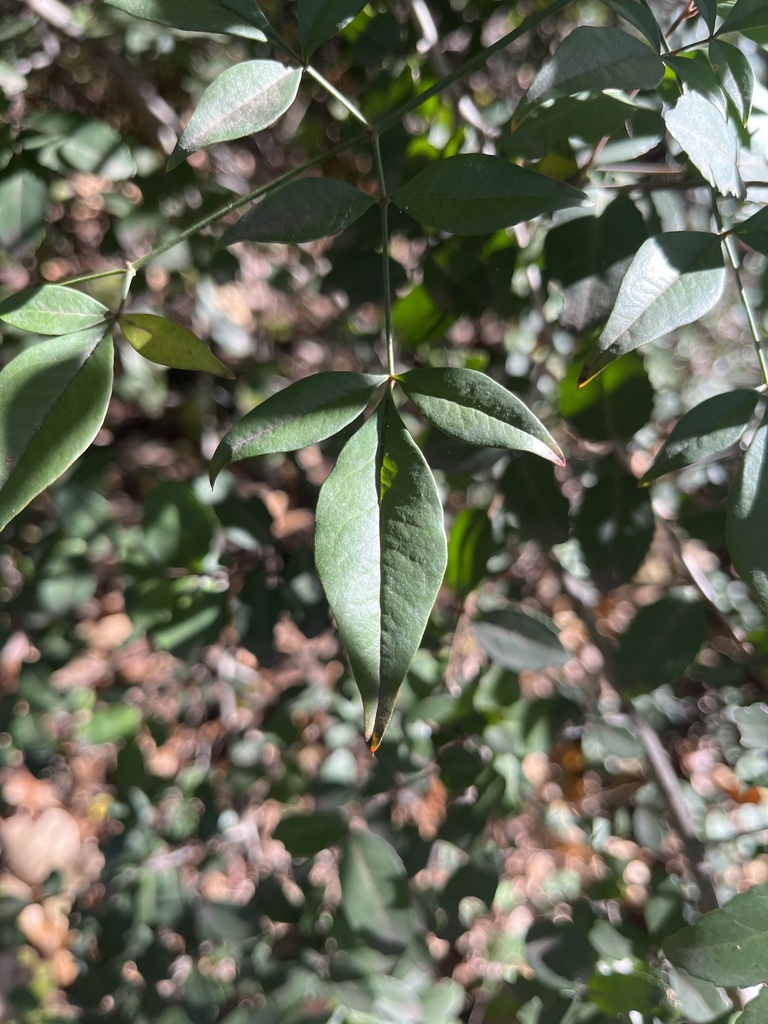 Heavenly bamboo from Randol Mill Park, Arlington, TX, US on December 11 ...