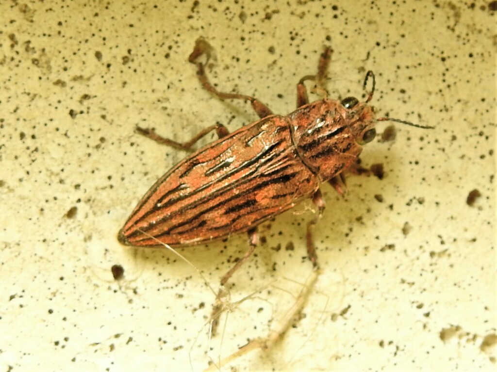 Strong Jewel Beetle from Washago, ON L0K 2B0, Canada on August 28, 2021 ...