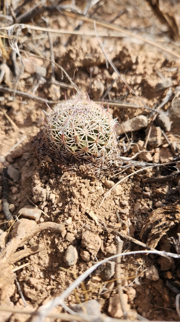 Acuña Cactus from Vail, AZ 85641, USA on December 11, 2024 at 01:11 PM ...