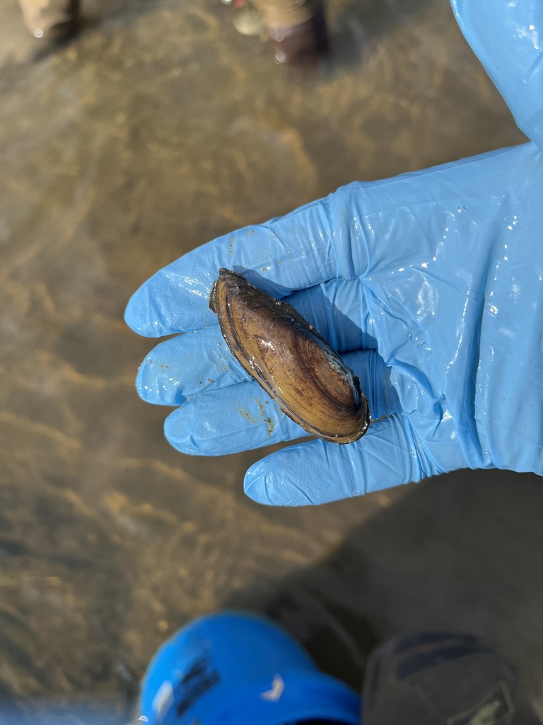 Yellow Sandshell from SSR-Z, Bernie, MO, US on December 11, 2024 at 11: ...