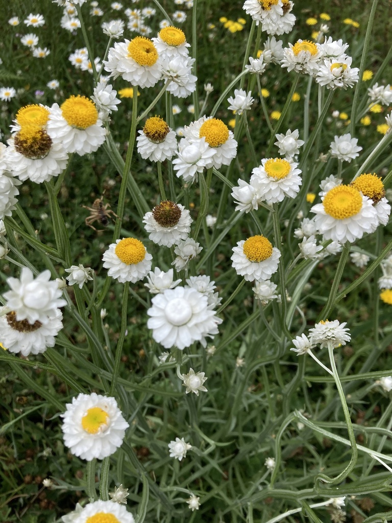 Winged Everlasting Daisy from Guy Fawkes River National Park, Ebor, NSW ...