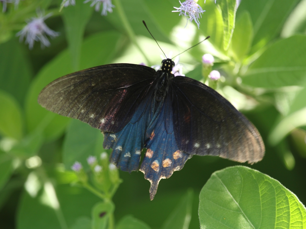 Pipevine Swallowtail from , Texas, United States on October 26, 2024 at ...