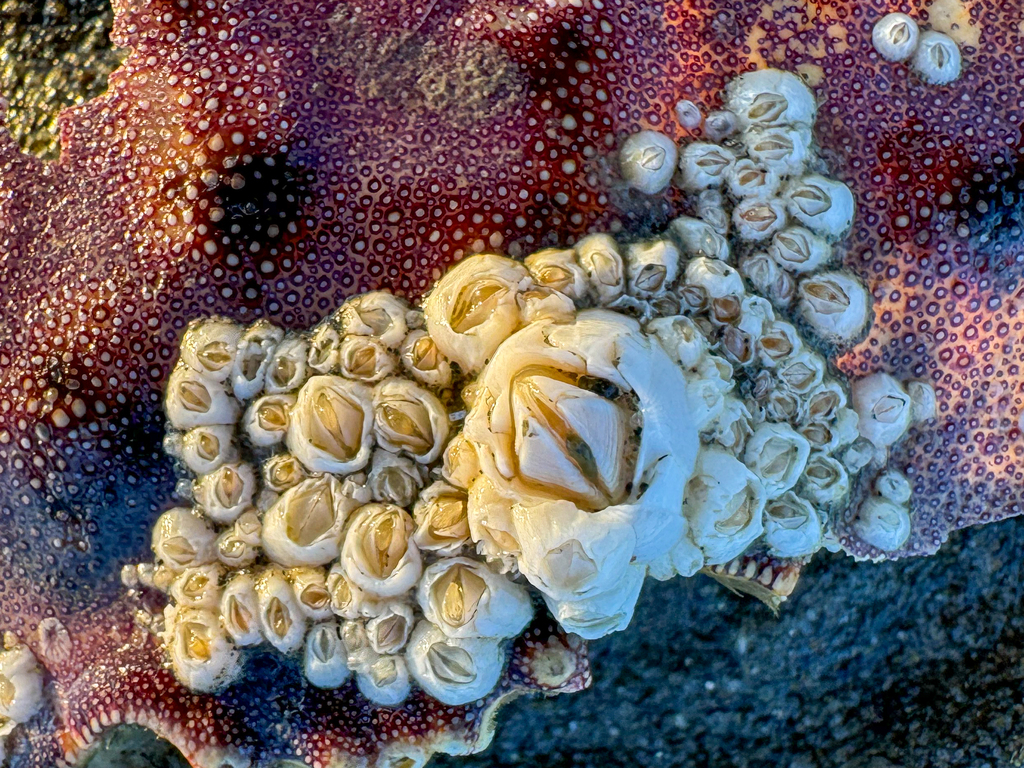 Wrinkled Barnacle from Grays Harbor County, WA, USA on July 8, 2024 at ...