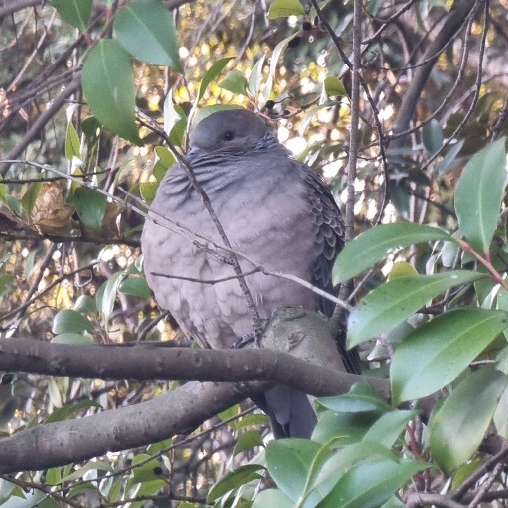 Oriental Turtle-Dove from Miyashitamachi, Kawagoe, Saitama 350-0052 ...