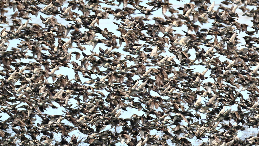 European Starling from D M A D Reservoir, Utah 84624, USA on December ...