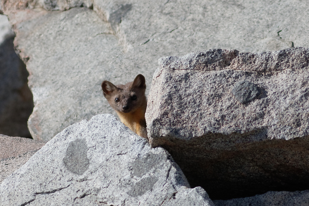 Pacific Marten in July 2019 by nawaters · iNaturalist