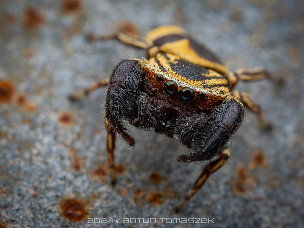 Wasp-mimic Jumping Spider in December 2024 by Artur Tomaszek · iNaturalist