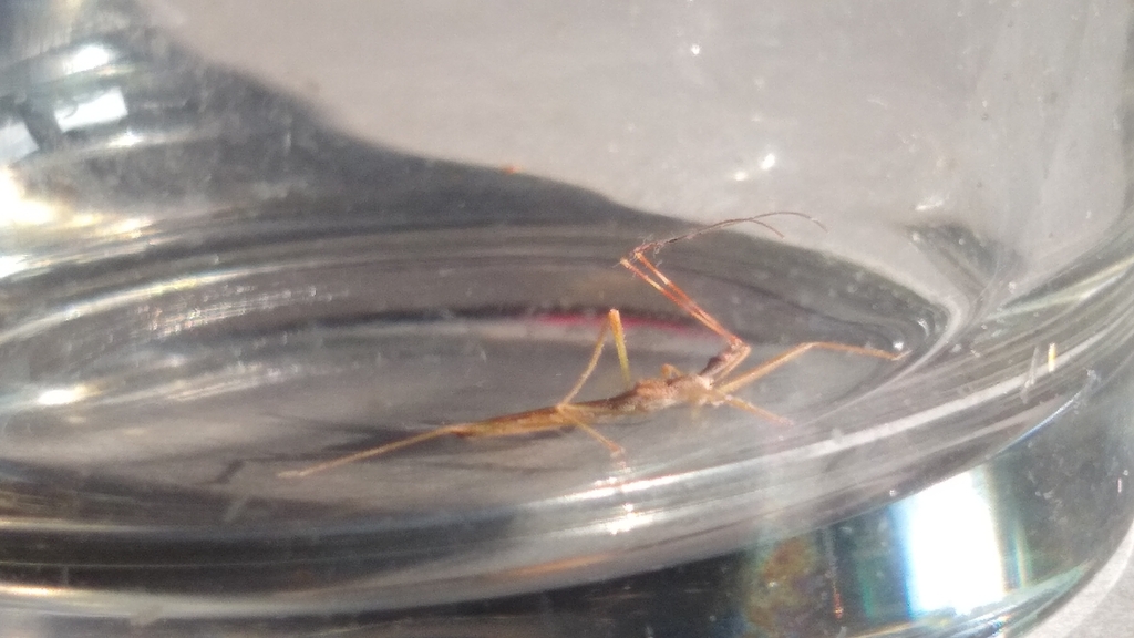 True Bugs from 12040 Ceresole Alba CN, Italia on December 12, 2024 at ...