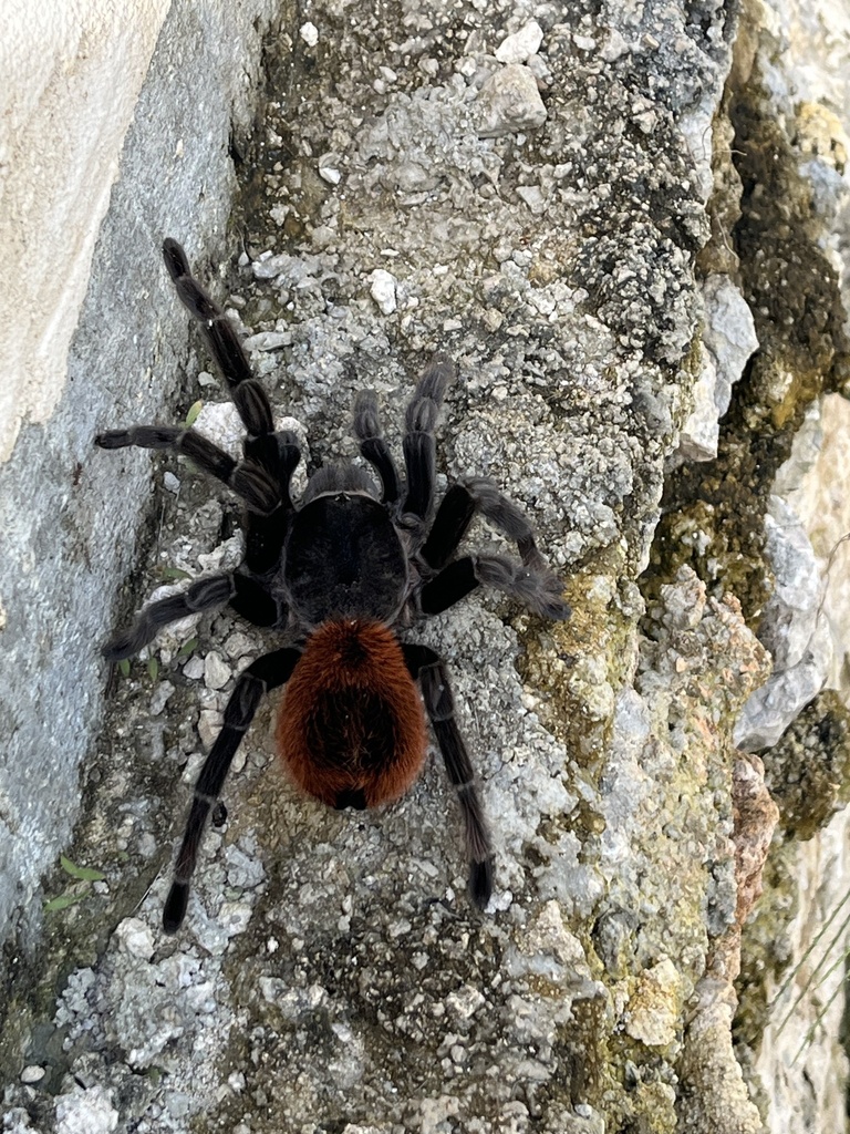 Mexican Red-rump Tarantula in October 2024 by Jhosvan Alexanders López ...
