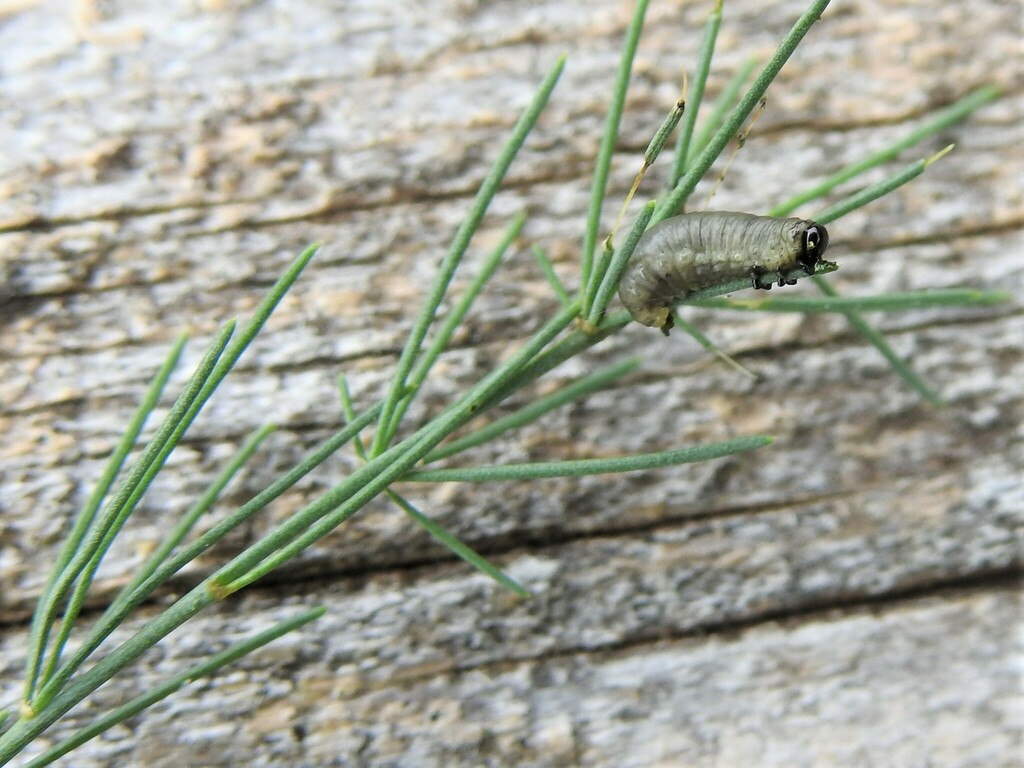 Common Asparagus Beetle from Orillia, ON, Canada on August 5, 2020 at ...