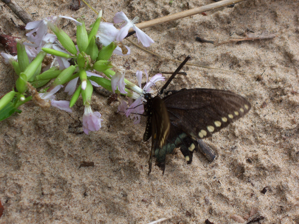 Spicebush Swallowtail from Allegan County, US-MI, US on August 13, 2016 ...