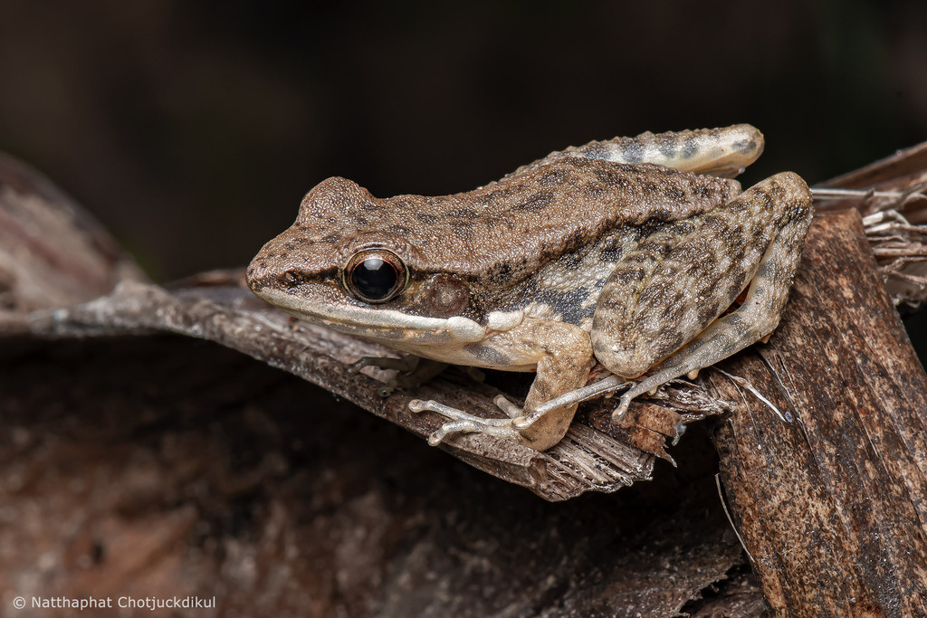 Black-striped Frog from Bo Kluea Tai, Bo Kluea District, Nan, Thailand ...