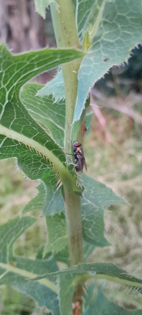 Flies from Penhill, Cape Town, 7100, South Africa on December 12, 2024 ...
