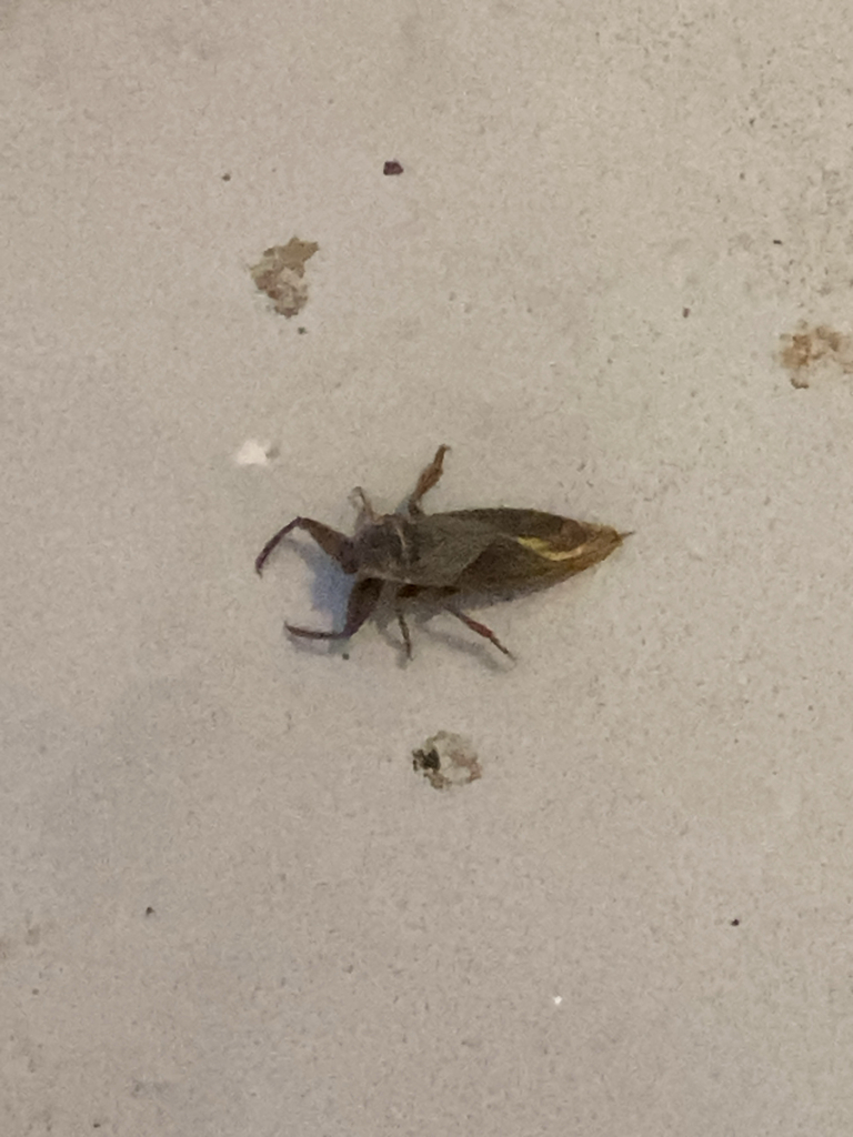 African Giant Water Bug from El Mina on December 12, 2024 at 06:41 PM ...