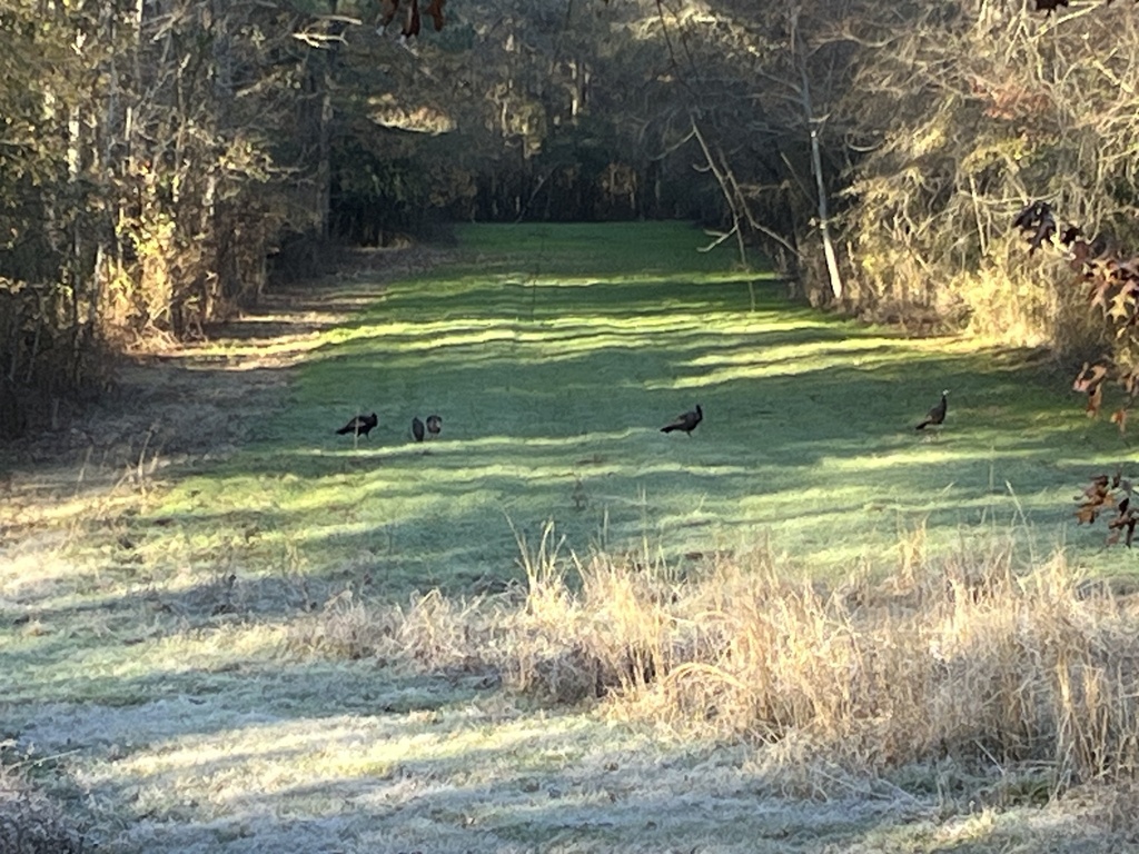 Wild Turkey from Eutaw, AL, US on December 12, 2024 at 07:57 AM by ...