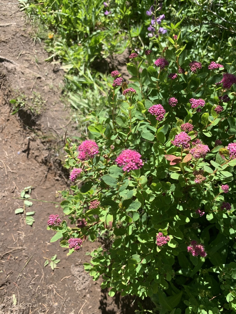 Mountain Spirea from Mt. Hood National Forest, Mount Hood Parkdale, OR ...