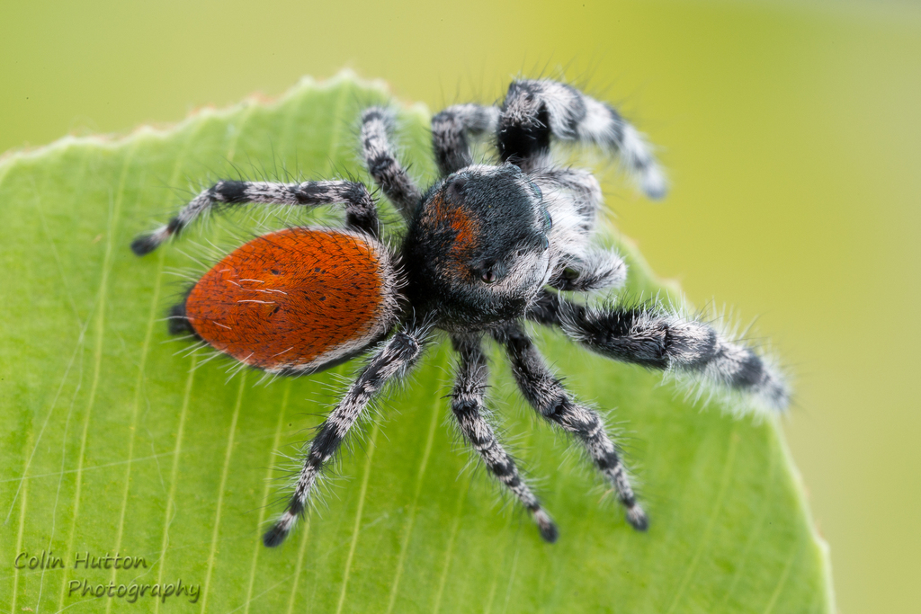 Phidippus adumbratus from California, USA on July 21, 2019 by c_hutton ...