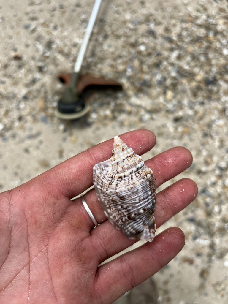 Dark Diana Conch from Brampton Islands National Park, Shoal Point, QLD ...