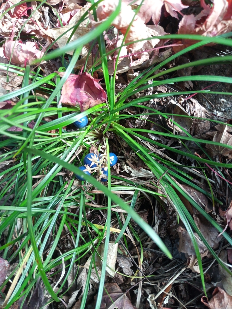 Dwarf Lily-turf from 1912 Arimachō, Kita Ward, Kobe, Hyogo 651-1401 ...