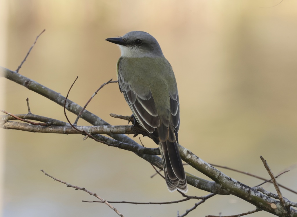 Tropical Kingbird from Brevard County, FL, USA on December 8, 2024 at ...