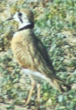 Inland Dotterel from Birdsville QLD 4482, Australia on July 30, 2008 at ...