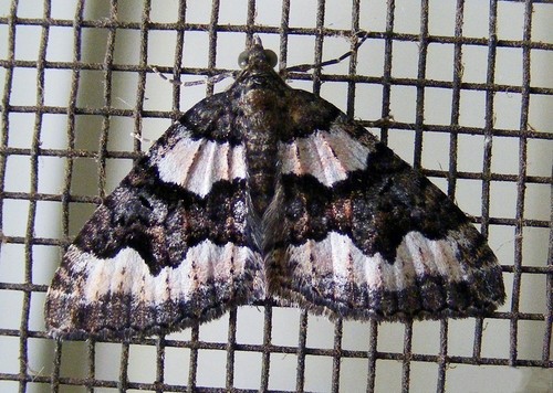 Gypsum Carpet Moth (Chrysolarentia gypsomela) · iNaturalist