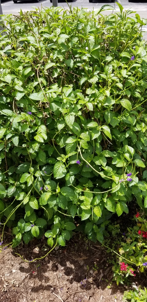 Blue Porterweed (SPC Clearwater Campus Plants) · iNaturalist