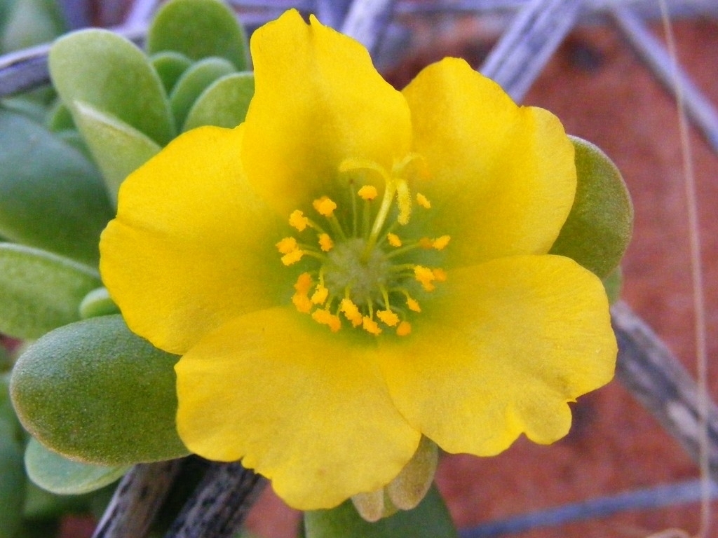 Common Purslane from Birdsville QLD 4482, Australia on July 27, 2008 at ...