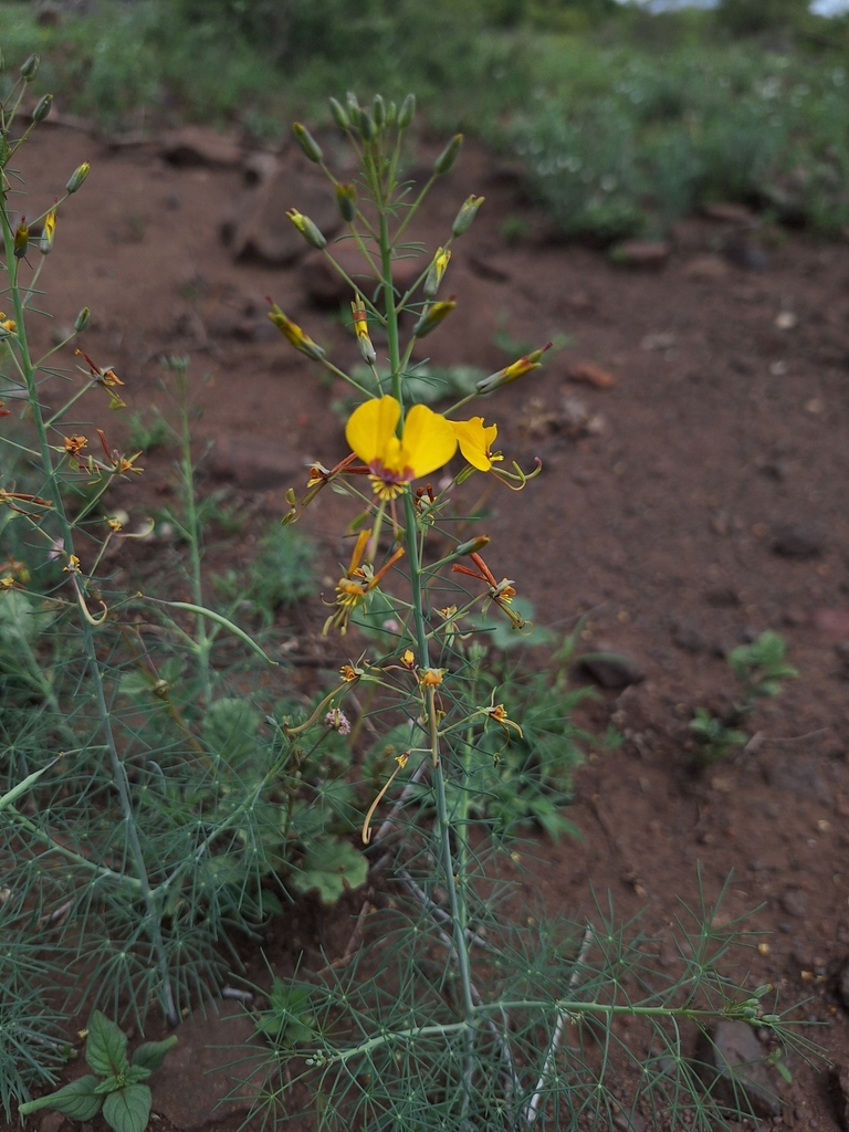 Yellow Mouse Whiskers from Kruger Park, South Africa on November 30 ...
