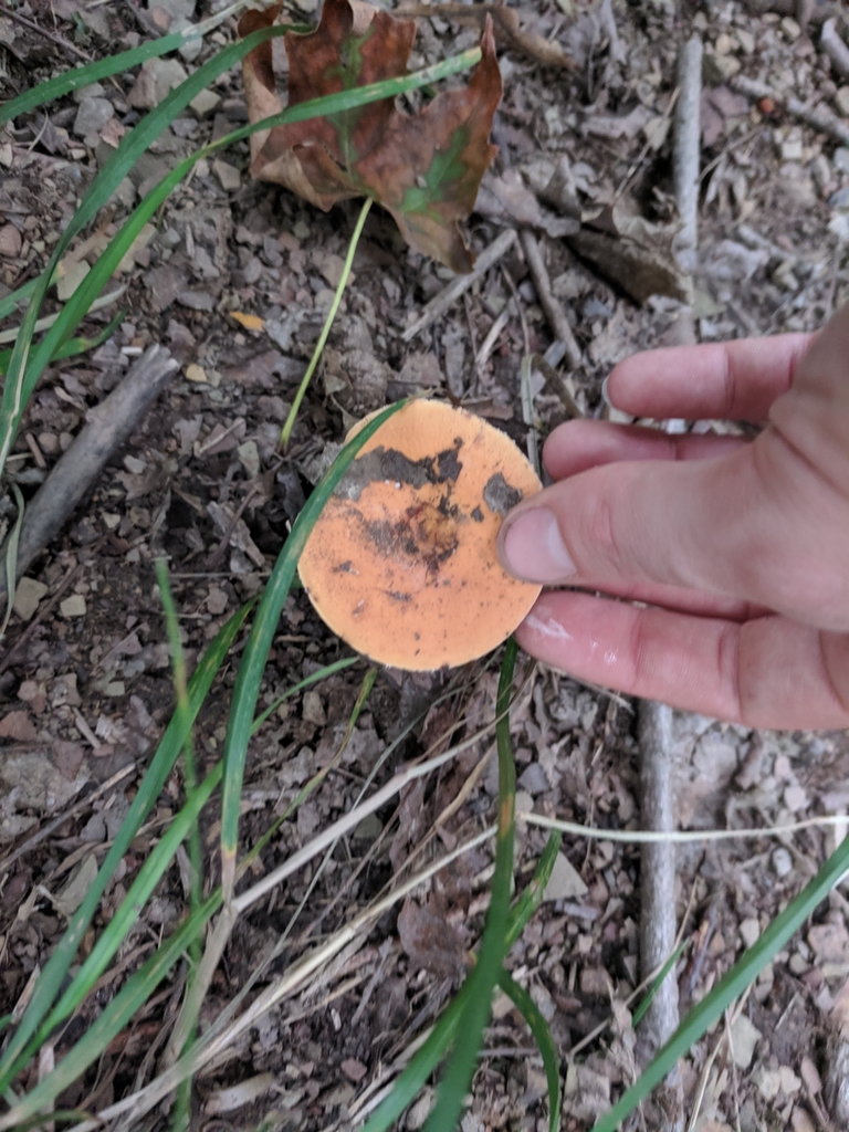 hygrophorus milkcap in July 2019 by L-CAT. Blue staining into brown ...