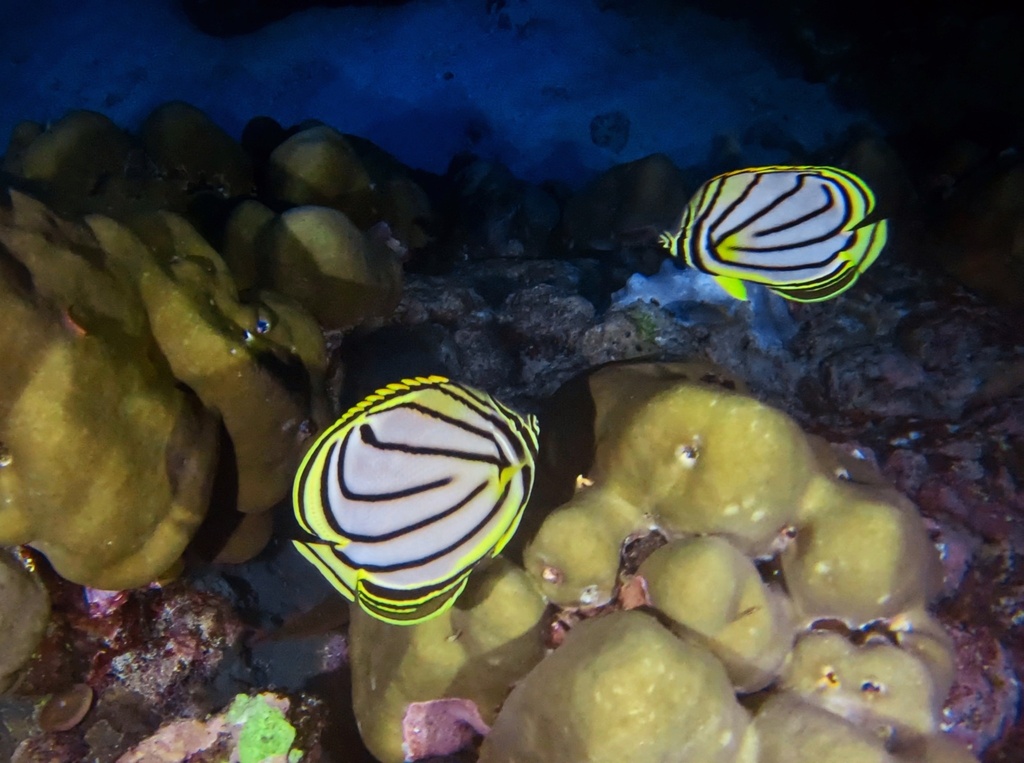 Meyer's Butterflyfish from Andamanensee, TH on July 23, 2024 at 06:54 ...