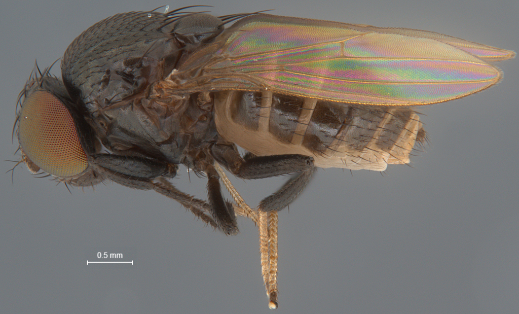 Freeloader Flies from Singapore on December 8, 2024 by Yap Ee Hean ...