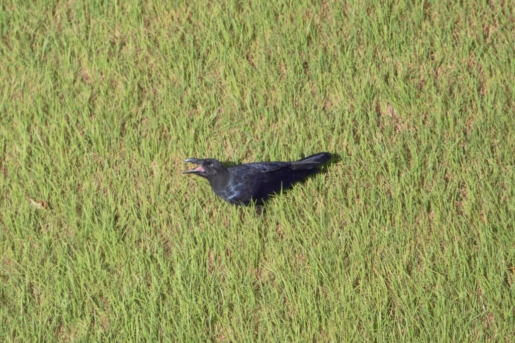 Large-billed Crow from Osaka, Japan on August 18, 2024 at 01:38 PM by ...
