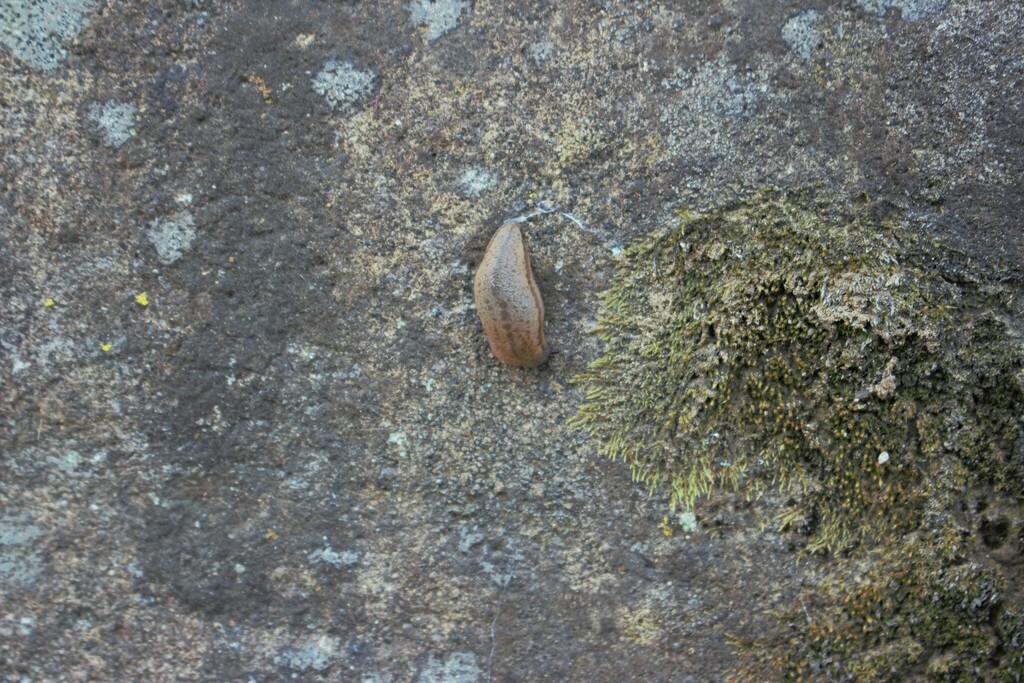 Chinese Slug from Himeji, Hyogo, Japan on August 21, 2024 at 01:38 PM ...