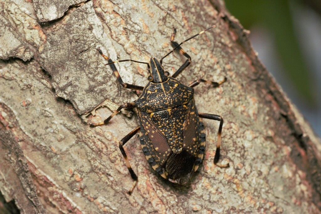 Yellow-spotted Stink Bug from Osaka, Japan on August 24, 2024 at 02:06 ...