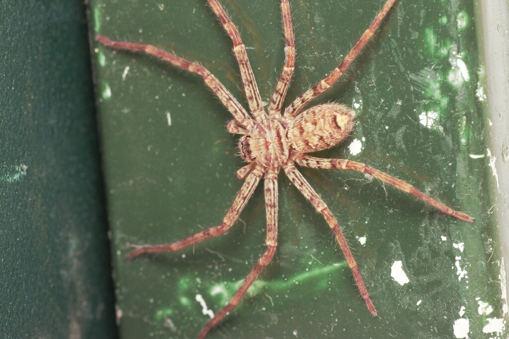 Pantropical Huntsman Spider from Osaka, Japan on August 24, 2024 at 02: ...