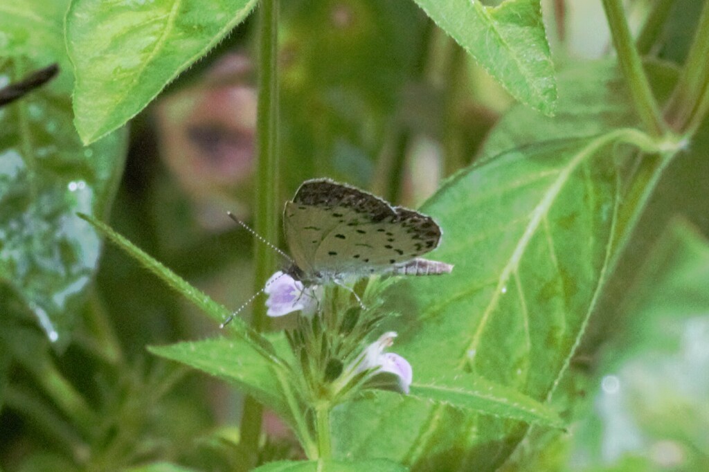 Pseudozizeeria maha argia from Shinjuku Gyoen National Garden, 11 ...
