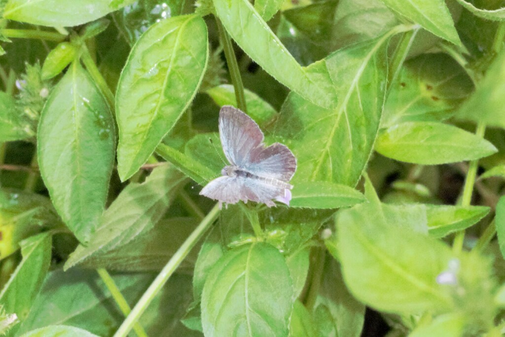 Pseudozizeeria maha argia from Shinjuku Gyoen National Garden, 11 ...
