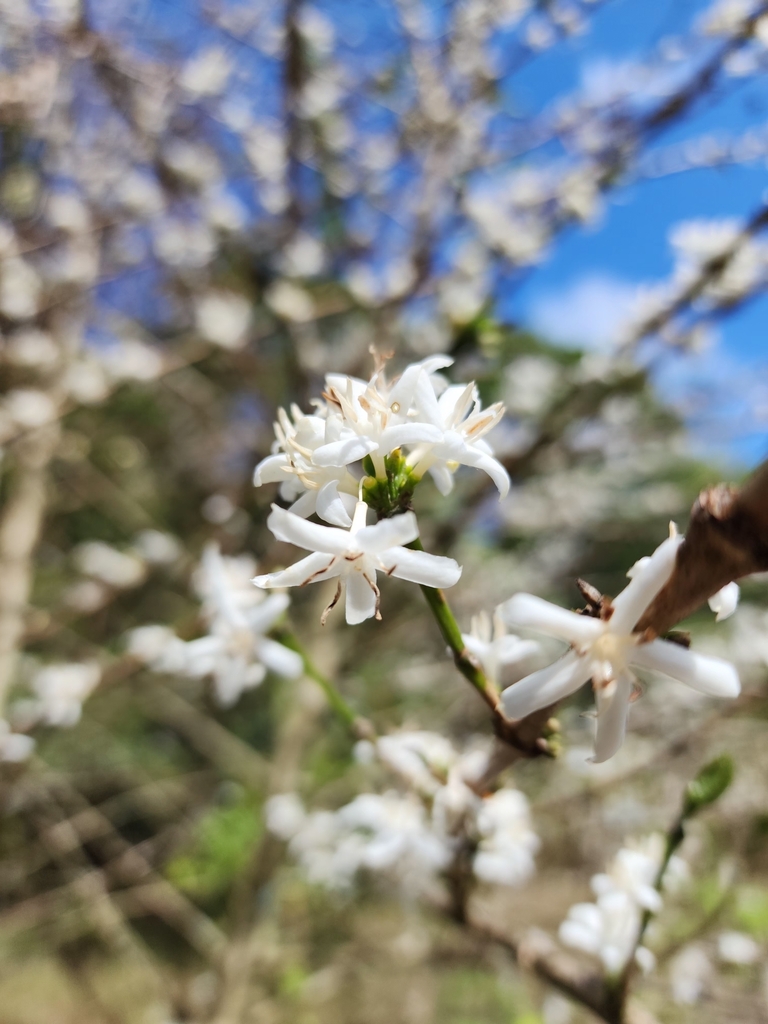 Spanish elm from Areia, PB, Brasil on December 12, 2024 at 08:08 AM by ...