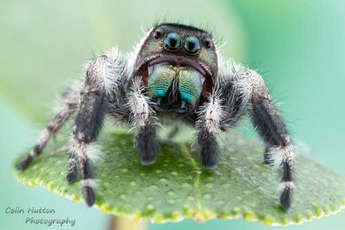 Saltarina neotropical verde iridiscente (Phidippus bidentatus)