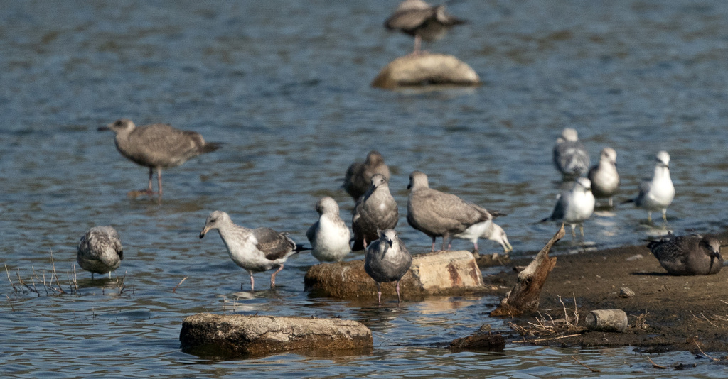 Large White-headed Gulls from Richmond, CA, USA on December 06, 2024 at ...