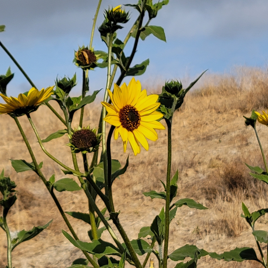 Common Sunflower from Moreno Valley, CA 92557, USA on December 13, 2024 ...