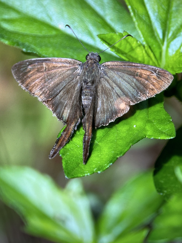 life from The Glebe, Anstruther, Scotland, GB on December 13, 2024 at ...