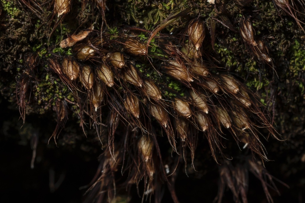 Powder Gun Moss in December 2024 by Mark. Soil bank, riparian margin ...