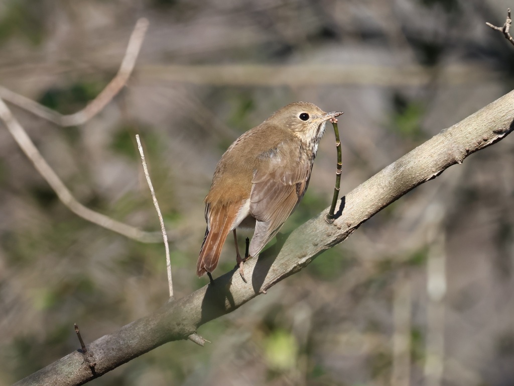 Hermit Thrush from Roswell, GA, USA on December 12, 2024 at 01:40 PM by ...